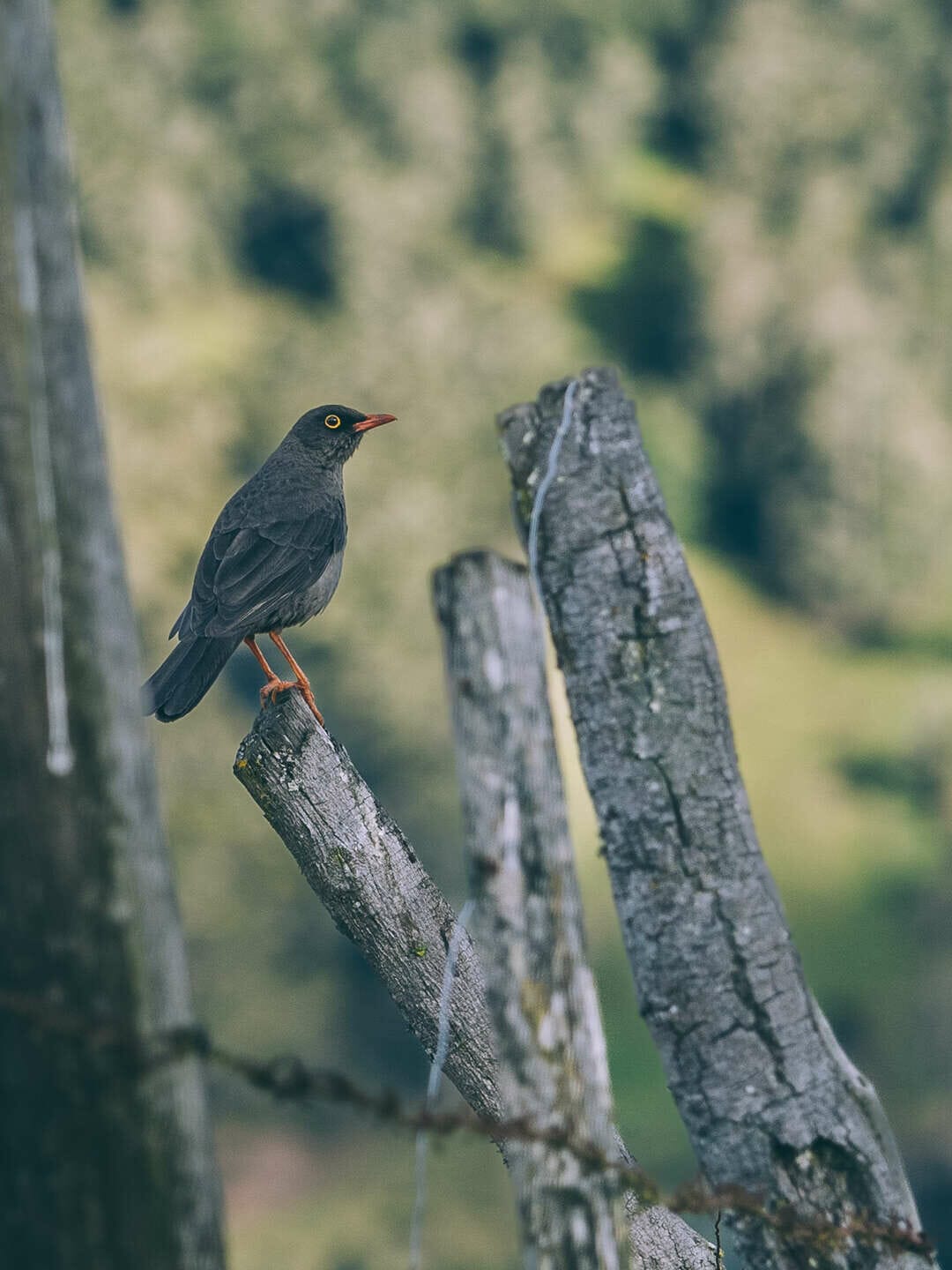 Páramo de Sumapaz, una caminata única alrededor de Bogotá (2026) » Blog ...