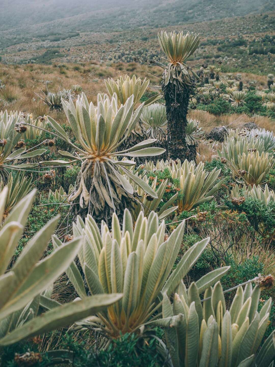 Paramo de Ocetá, una caminata inolvidable (2026) » Blog de viaje por ...