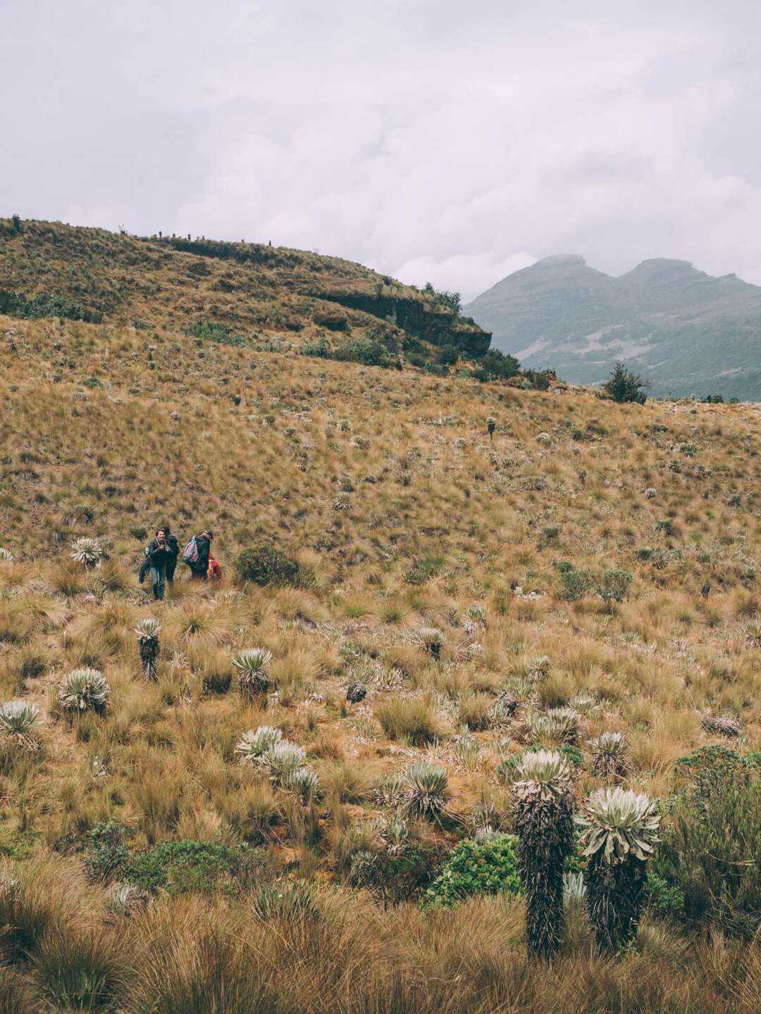 Paramo de Ocetá, una caminata inolvidable (2026) » Blog de viaje por ...