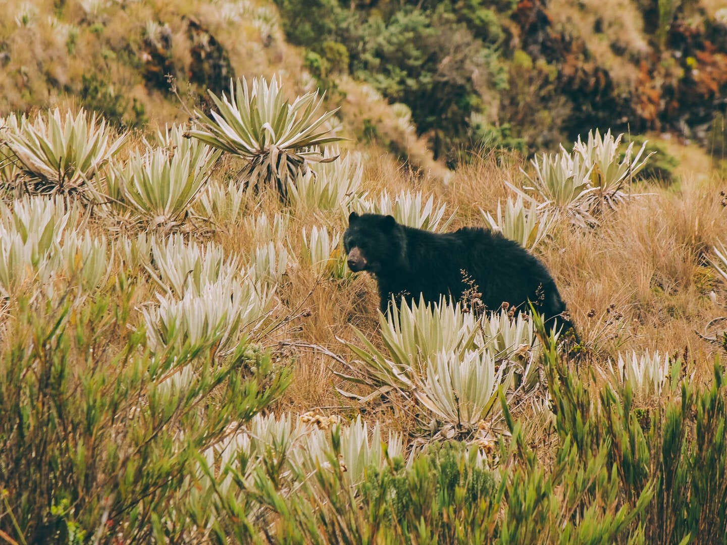 Pantano de Martus, en busca del oso de anteojos (2025) » Blog de viaje por Colombia